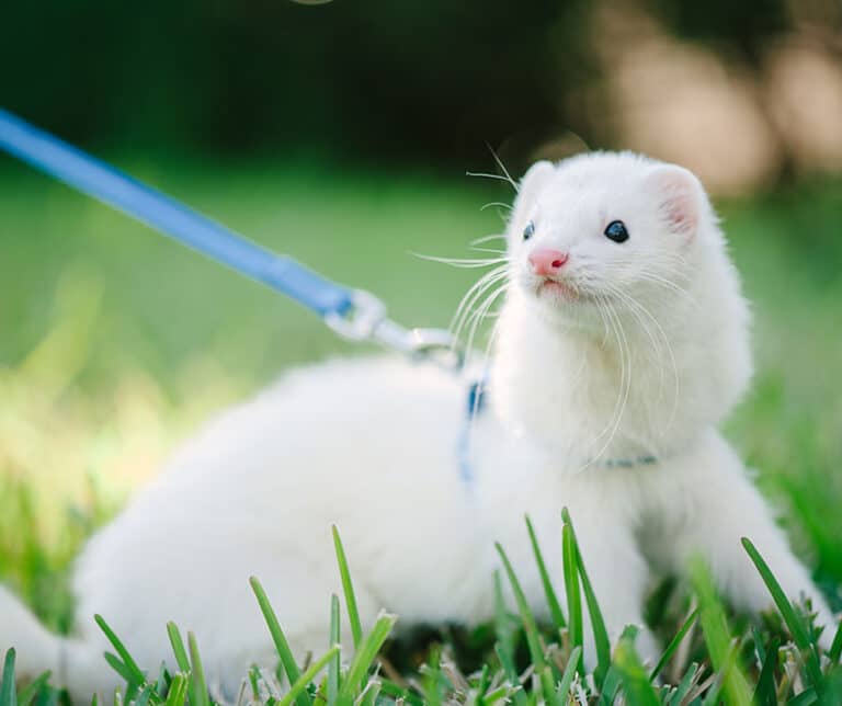 How to Care for Your Ferret - RSPCA New South Wales