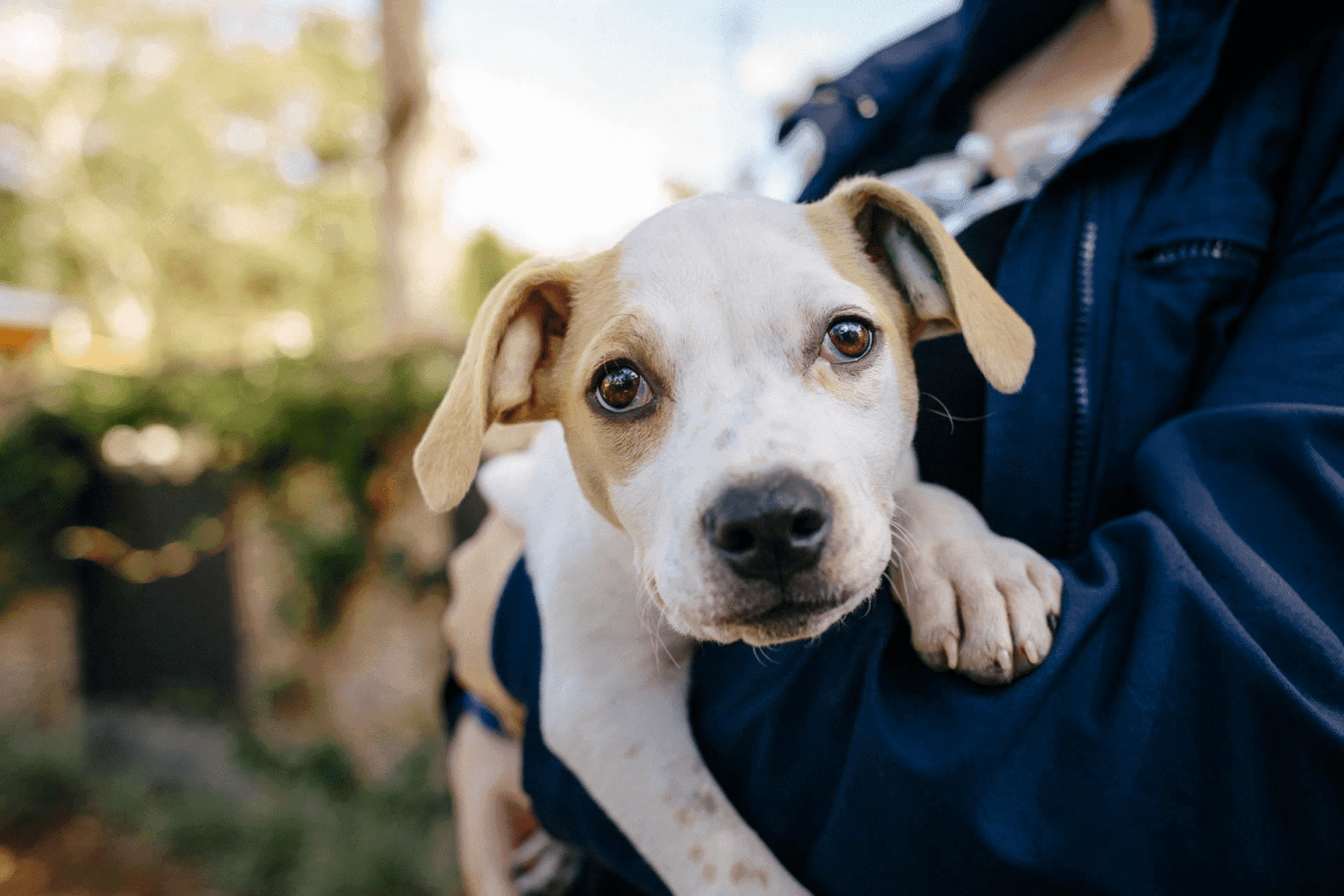 RSPCA Adopt | Adopt or Foster Dogs, Puppies, Cats & Kittens