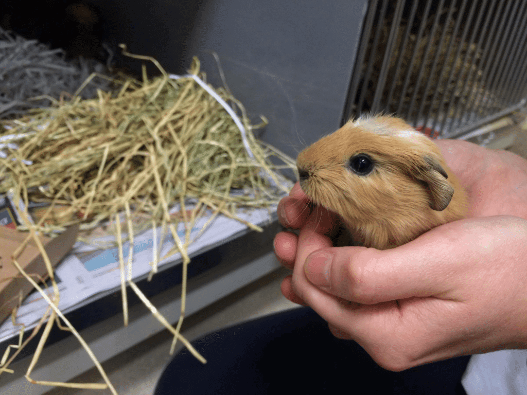 Caring for Pocket Pets - RSPCA New South Wales