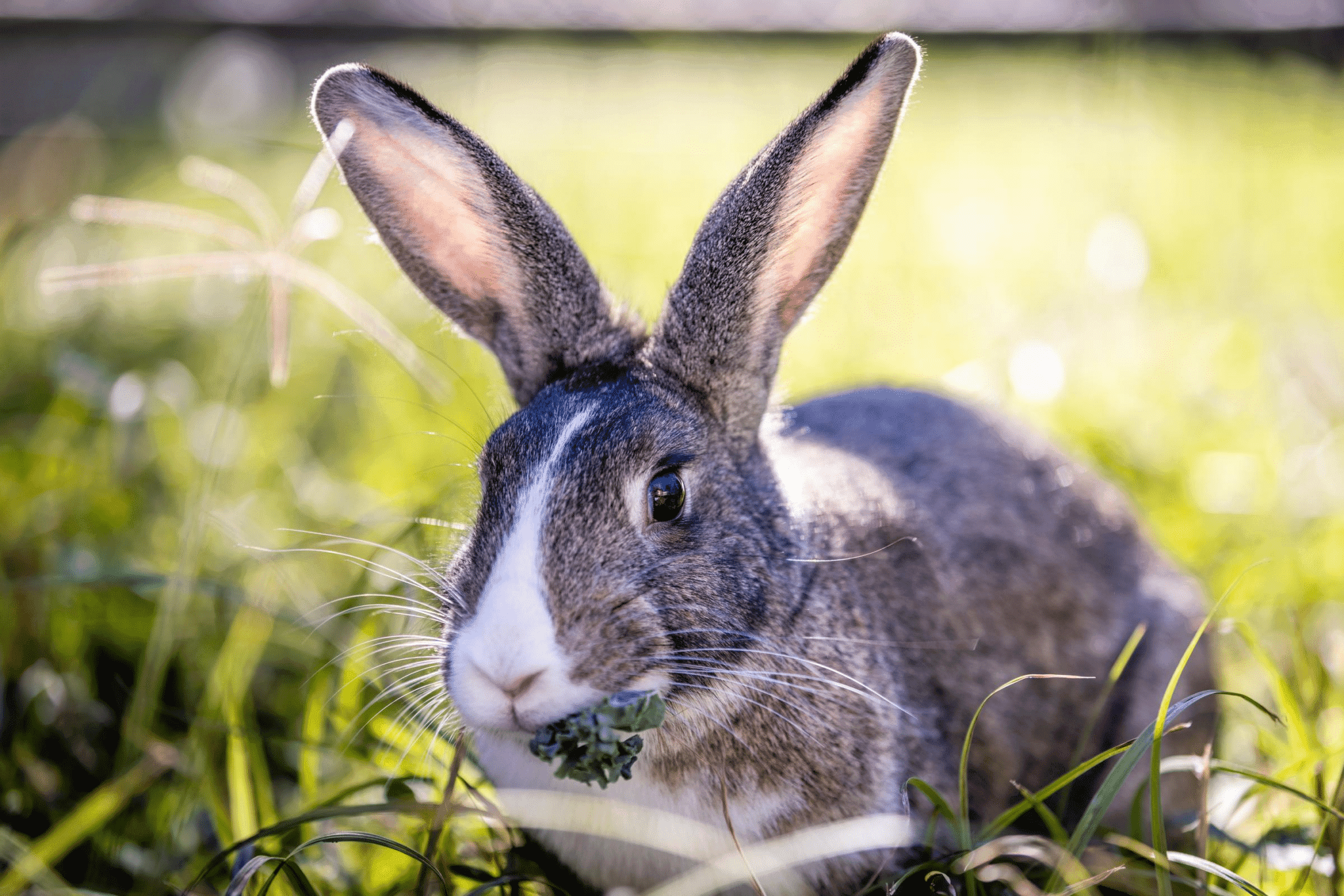 Pocket Pets | Guinea Pigs, Rabbits and other small animals