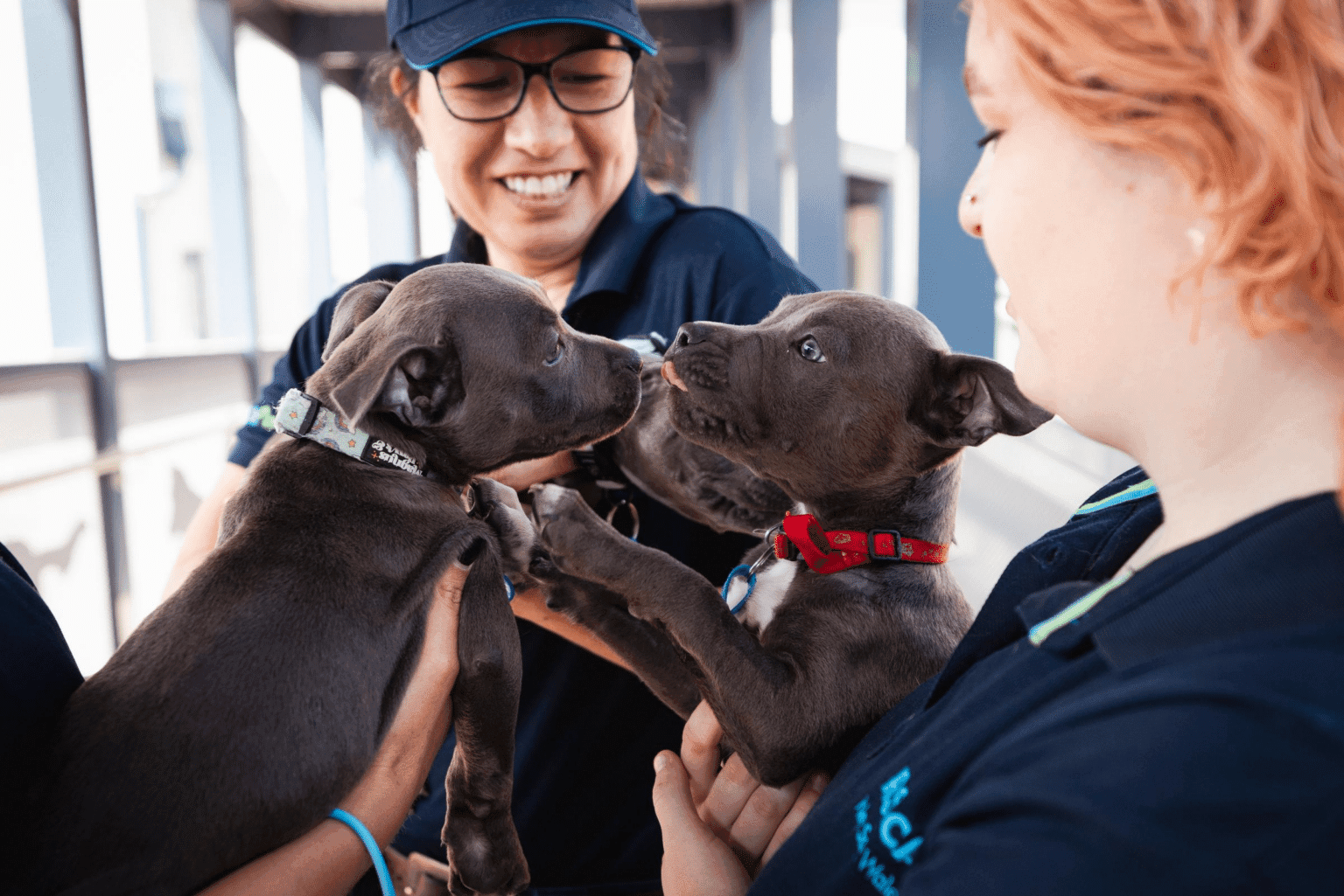 RSPCA Adopt | Adopt or Foster Dogs, Puppies, Cats & Kittens