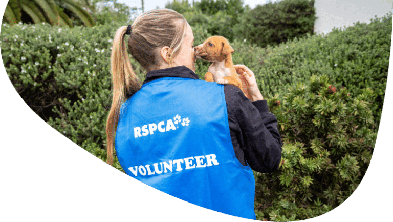 Volunteer with RSPCA NSW | Make a Difference Today