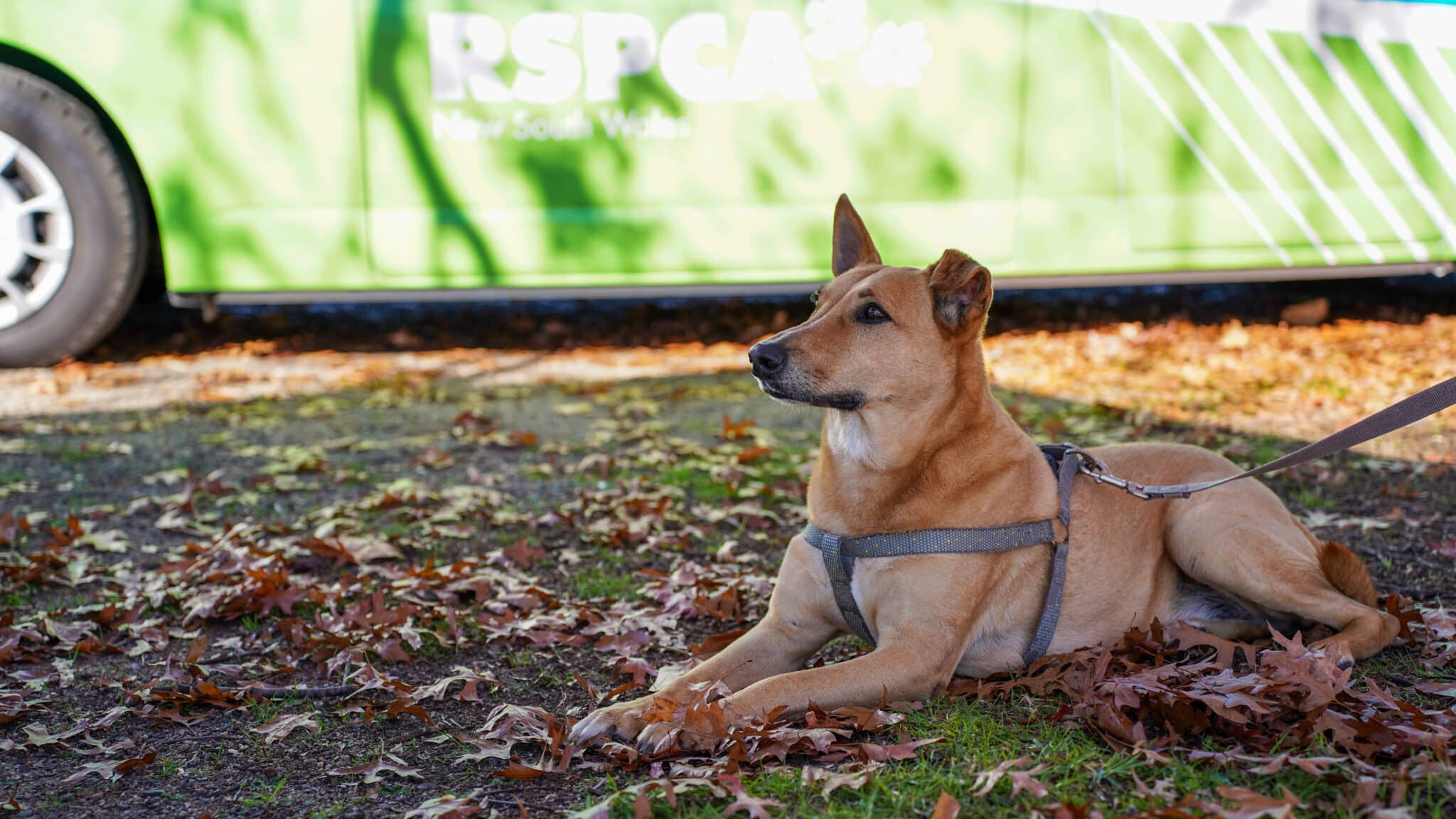 Strategic Plan - RSPCA New South Wales
