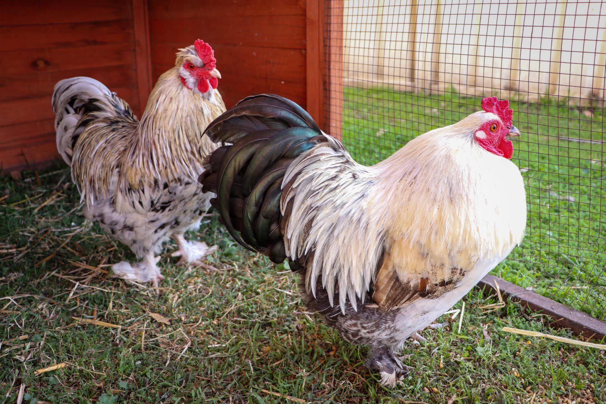 Farm Animals - RSPCA New South Wales
