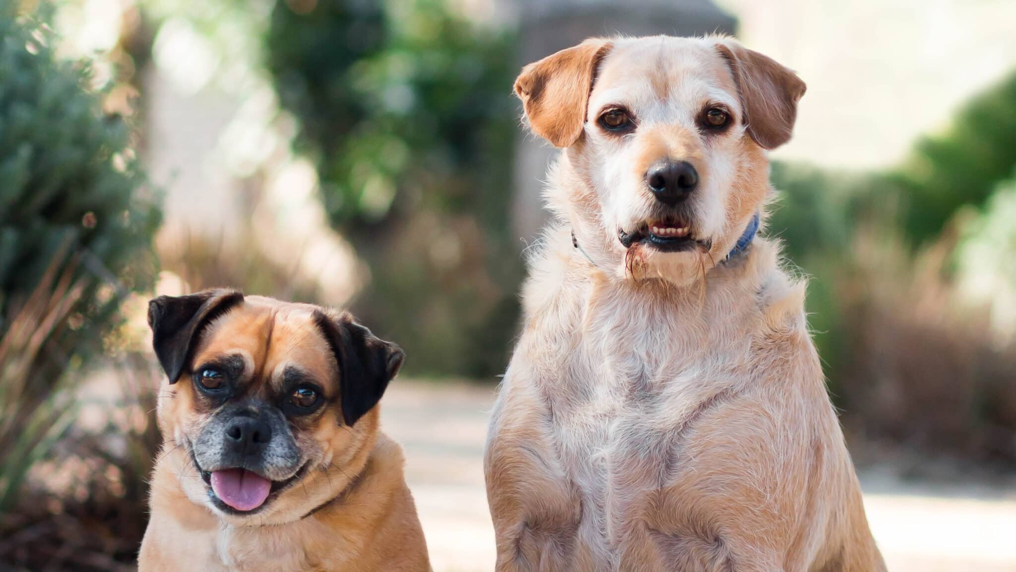 RSPCA Adoption Fees | Dog & Cat Adoption Costs