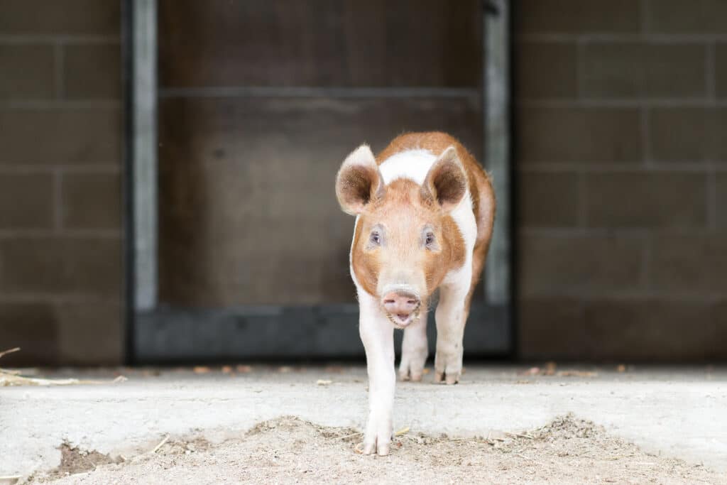 Farm Animals - RSPCA New South Wales