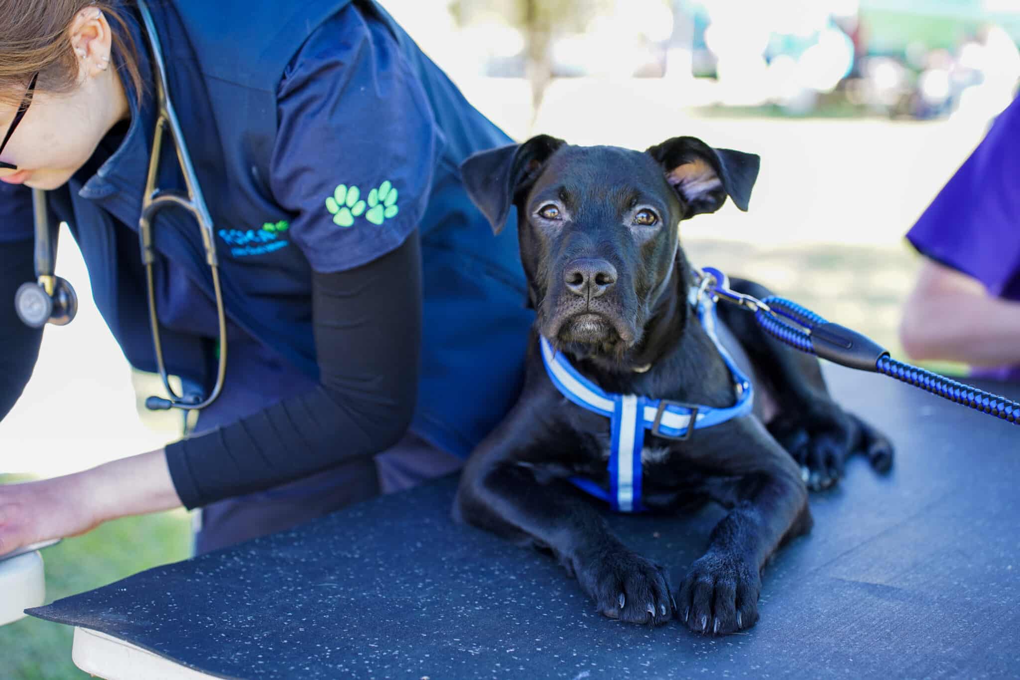 Annual Reports and Financials - RSPCA New South Wales