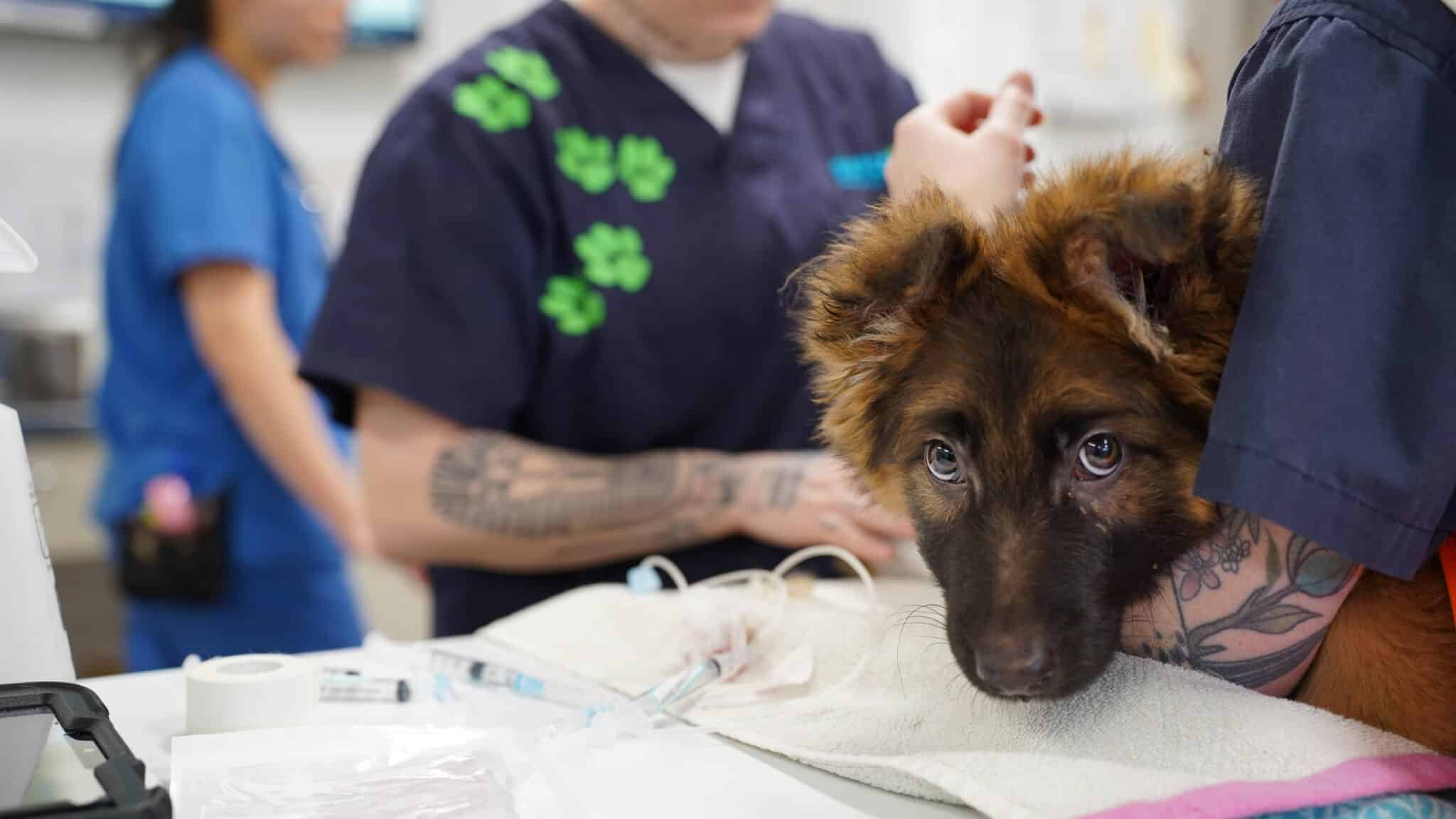 Support Services - RSPCA New South Wales