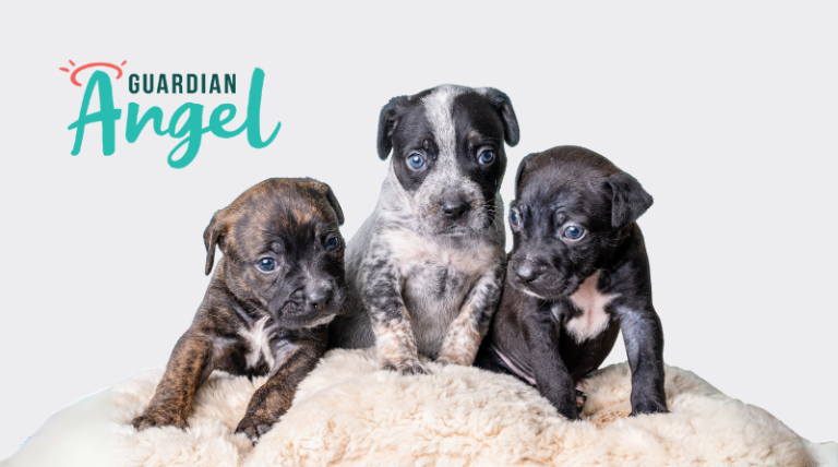 RSPCA Adopt | Adopt or Foster Dogs, Puppies, Cats & Kittens