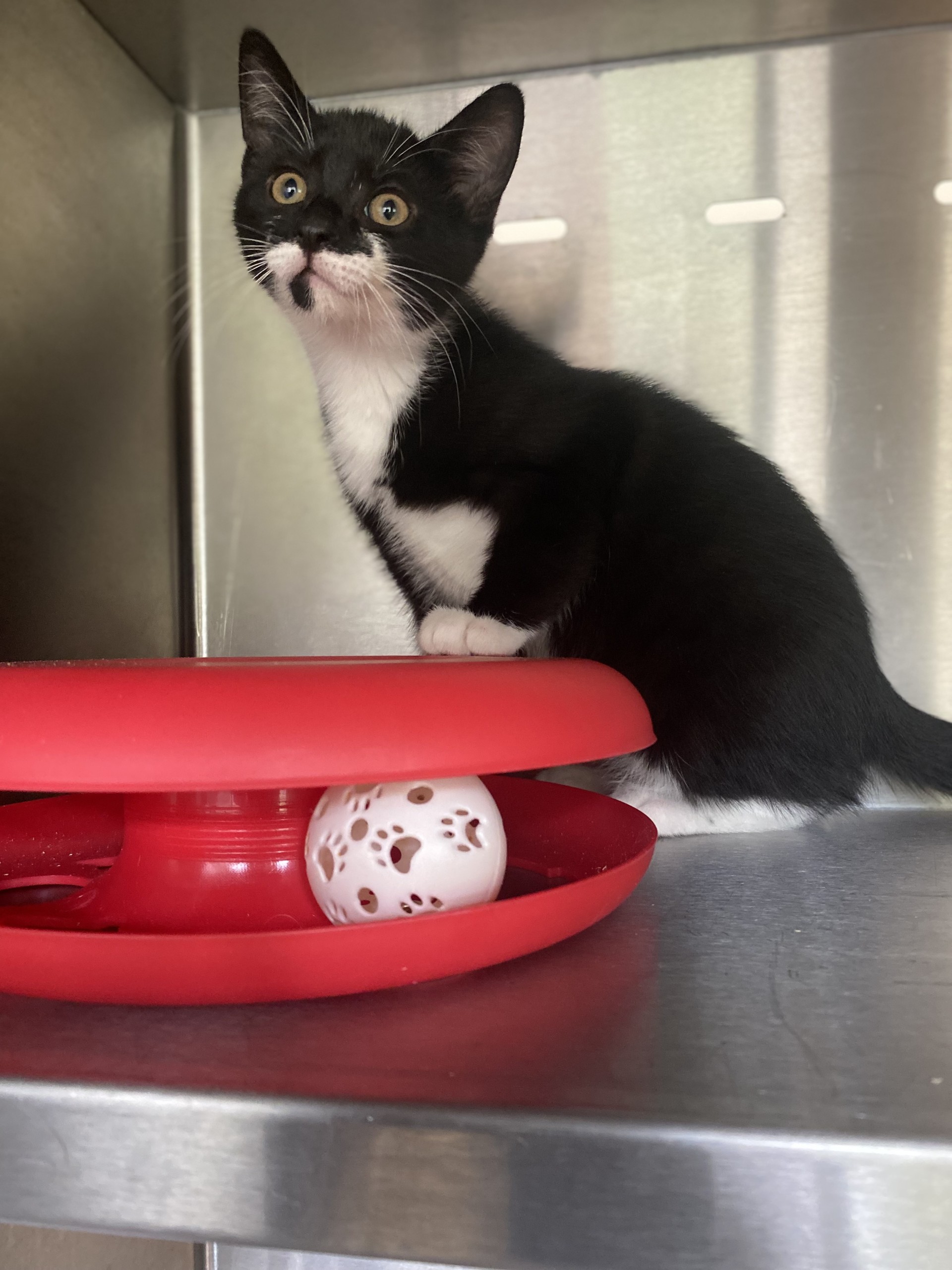 Moro - RSPCA New South Wales