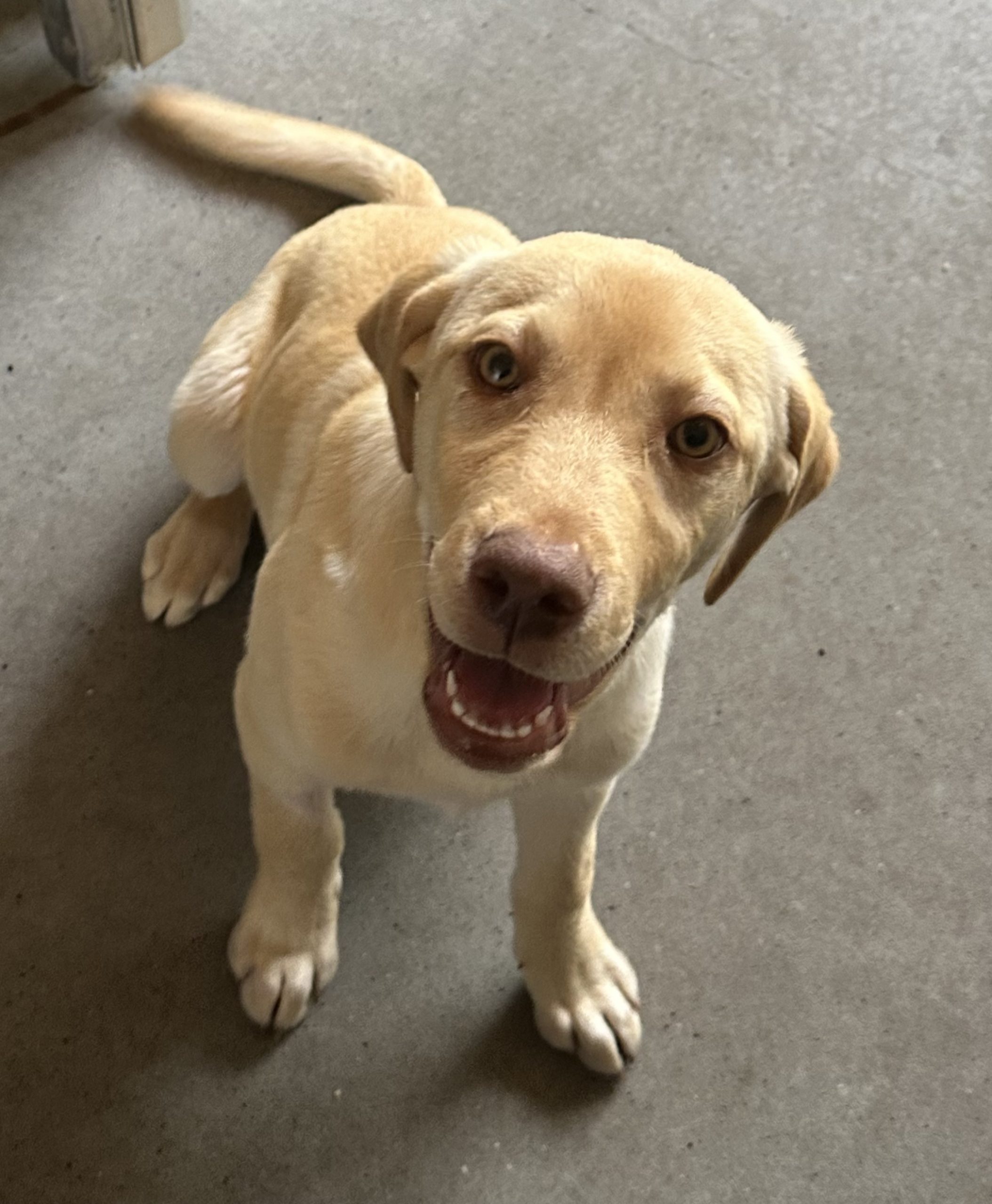 Robert nee Bob - RSPCA New South Wales