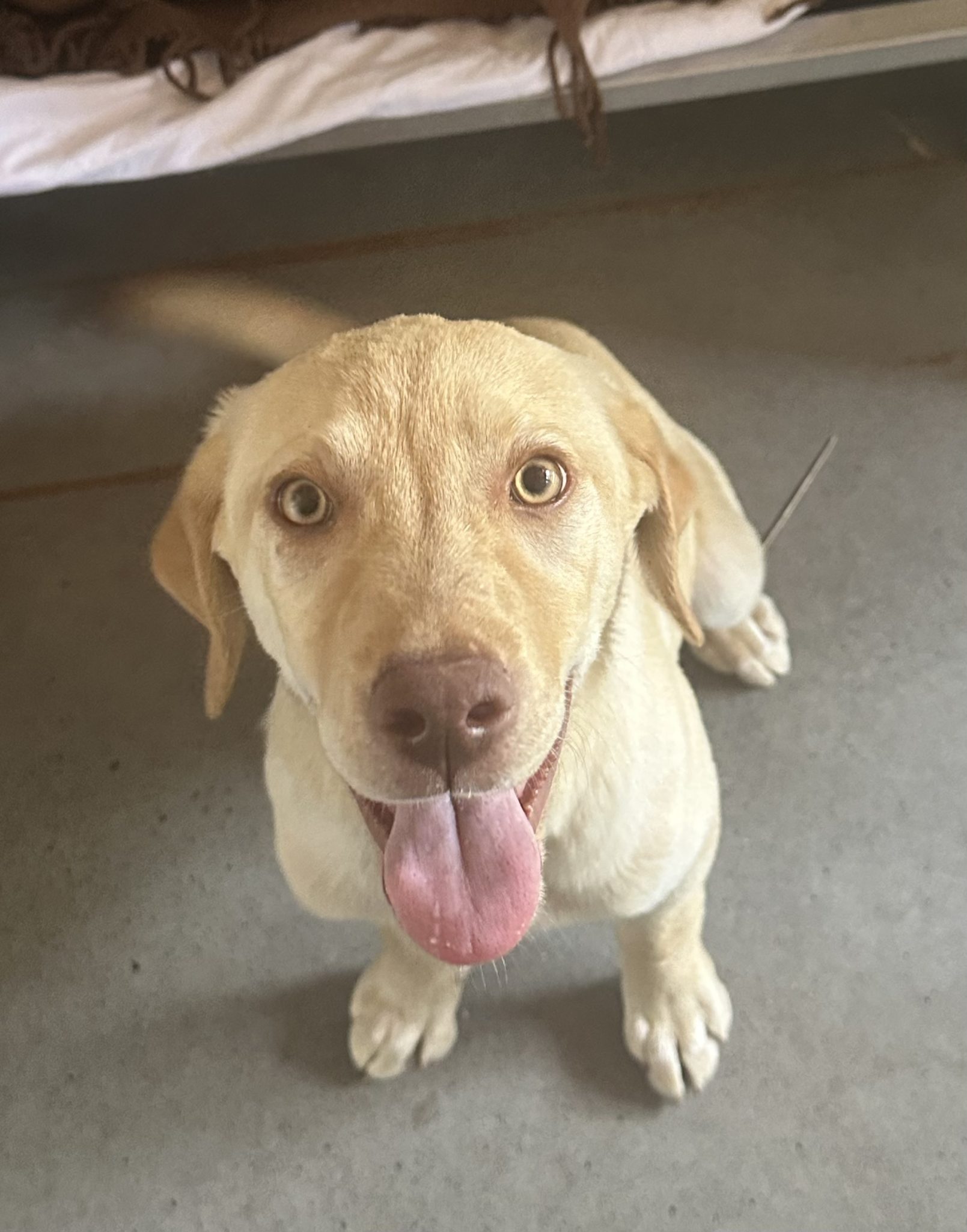 Robert nee Bob - RSPCA New South Wales